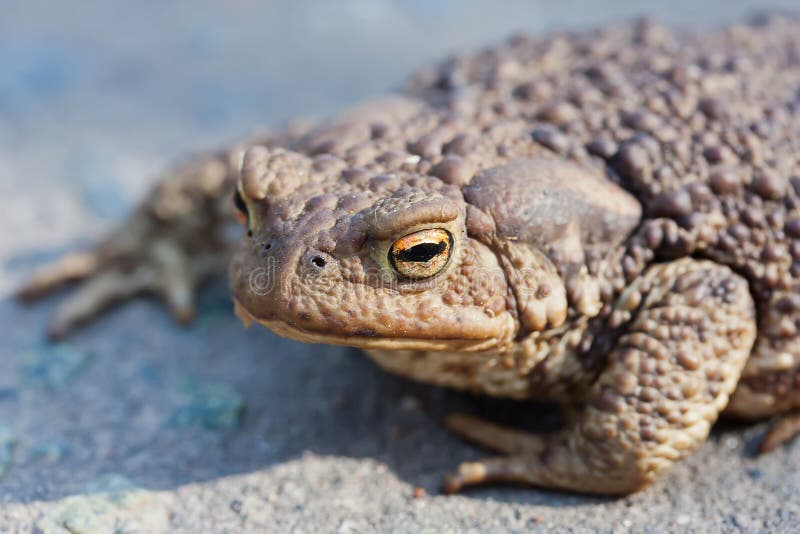 Ugly toad stock photo. Image of amphibian, pond, brown - 116315692