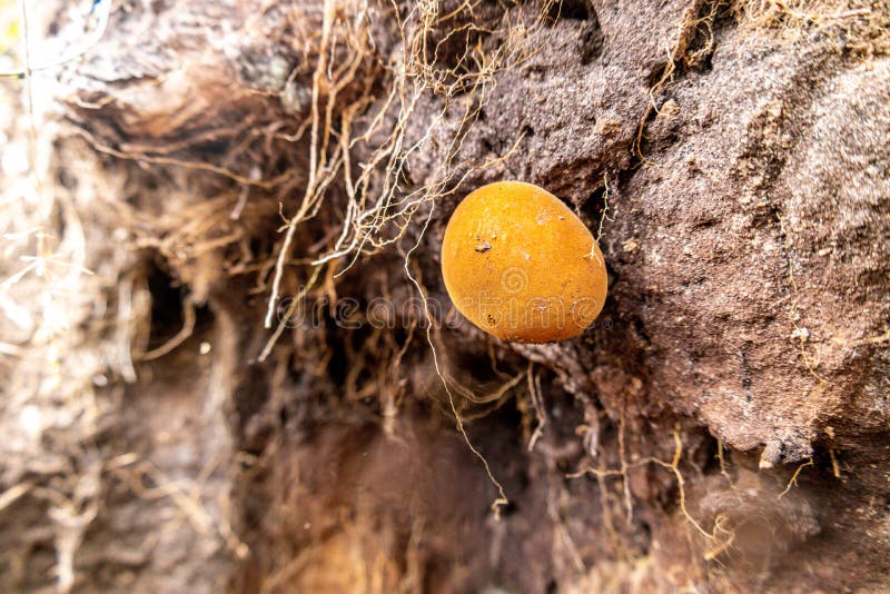 Forest Undergrowth View stock photo. Image of roots - 232453928