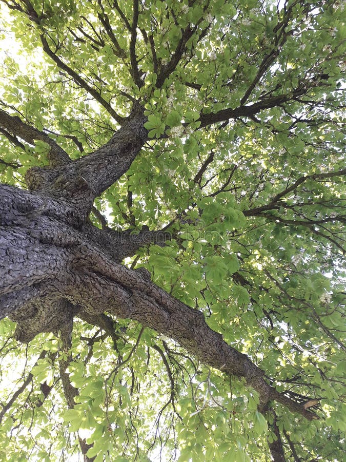 Look Under the Tree Shelter Stock Image - Image of grass, canopy: 158911675