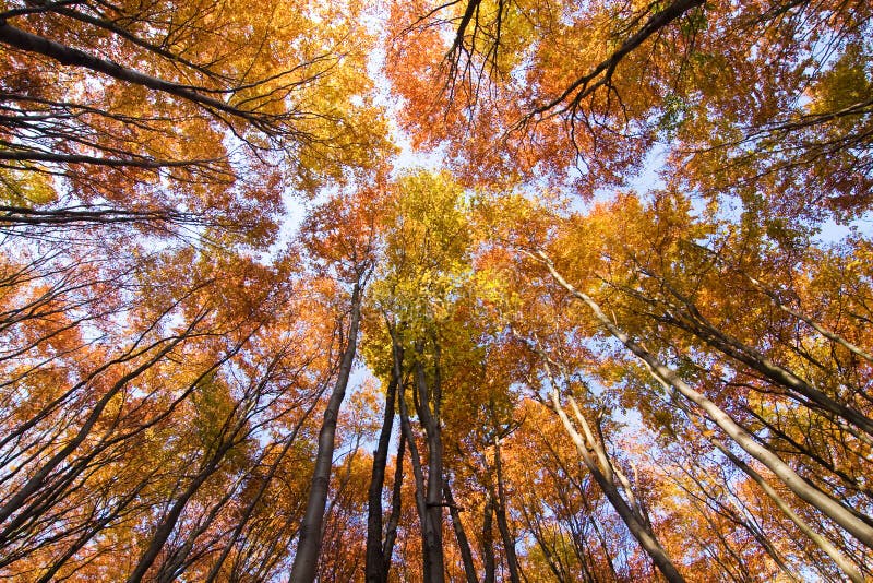 Look Up in the Autumn Forest.. Stock Photo - Image of bark, giant: 16836346