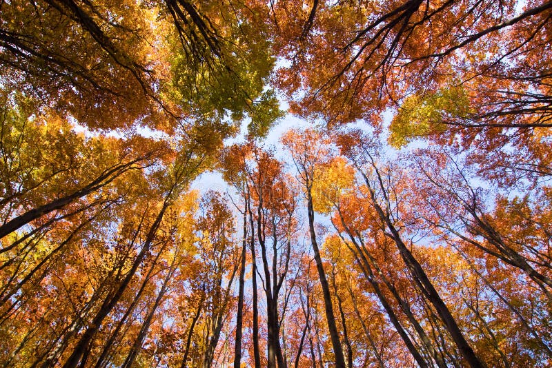 Look Up in the Autumn Forest.. Stock Photo - Image of larch, tree: 16836404