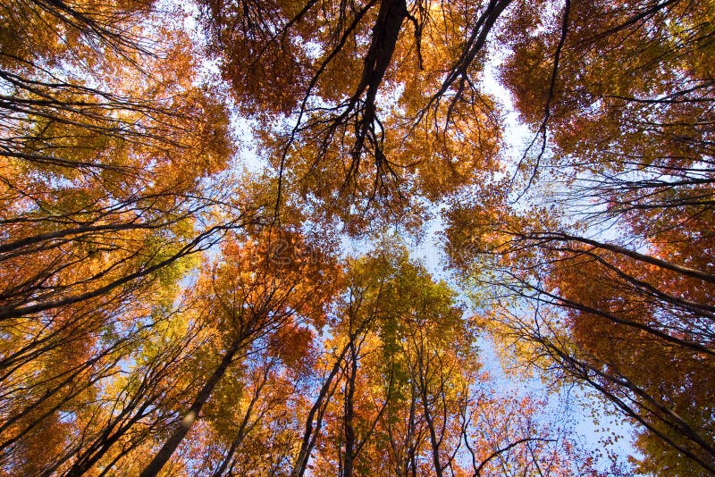 Look Up in the Autumn Forest.. Stock Photo - Image of shine, larch ...