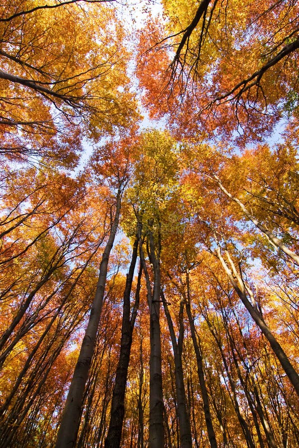 Look Up in the Autumn Forest.. Stock Image - Image of plant ...