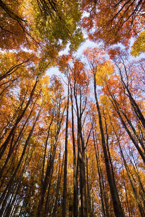 Look Up in the Autumn Forest.. Stock Photo - Image of landscape, plant ...