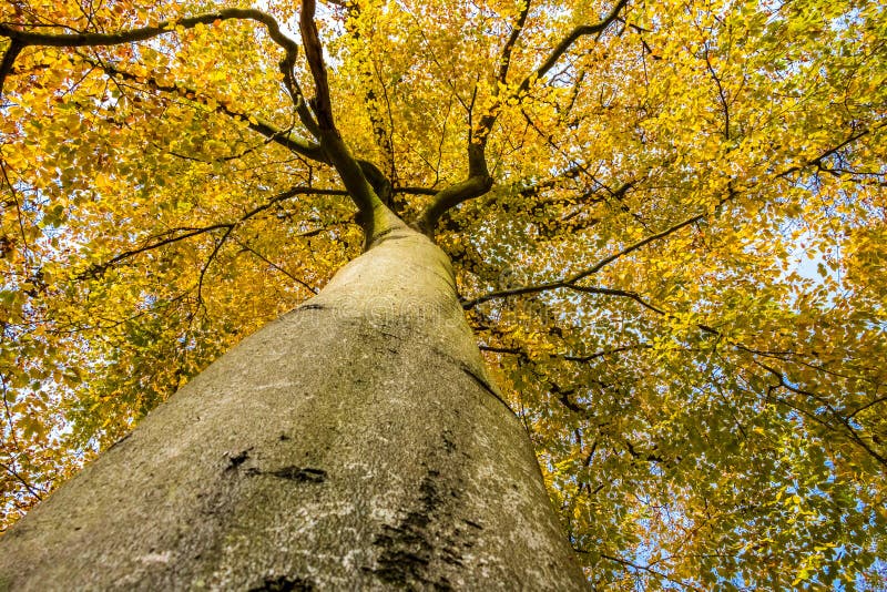 Giant beech tree stock image. Image of landscape, bathing - 26549473