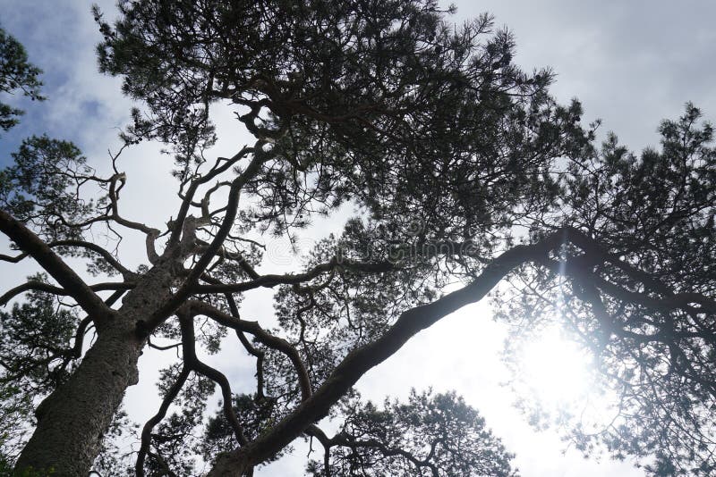 Look Up at Big Tree with Light Shadow Stock Photo - Image of shadow ...