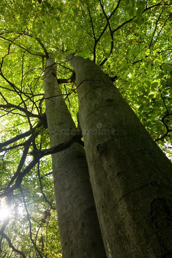 Look up in the forest stock photo. Image of natural, autumn - 45792224