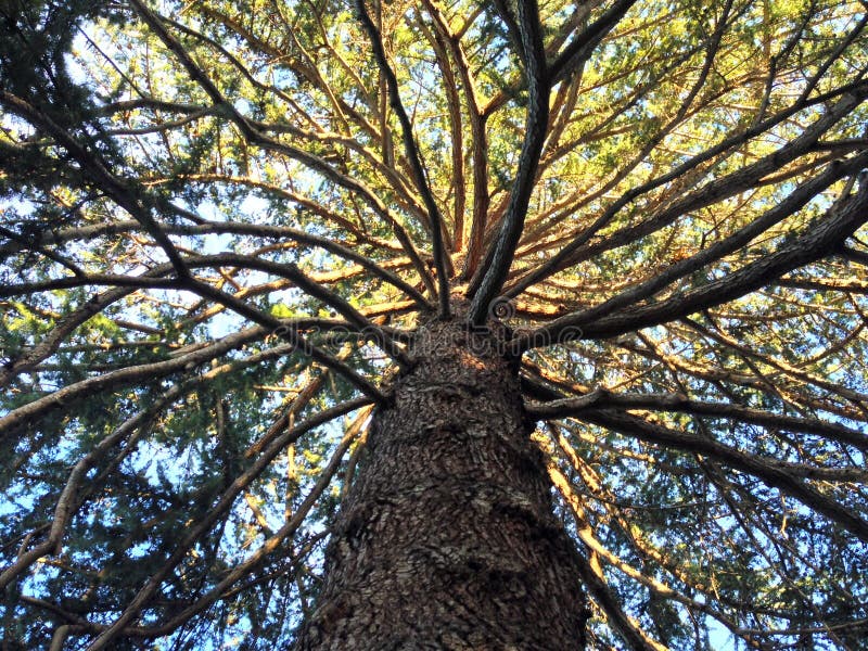 Giant pine tree stock photo. Image of trunk, large, nature - 16433376