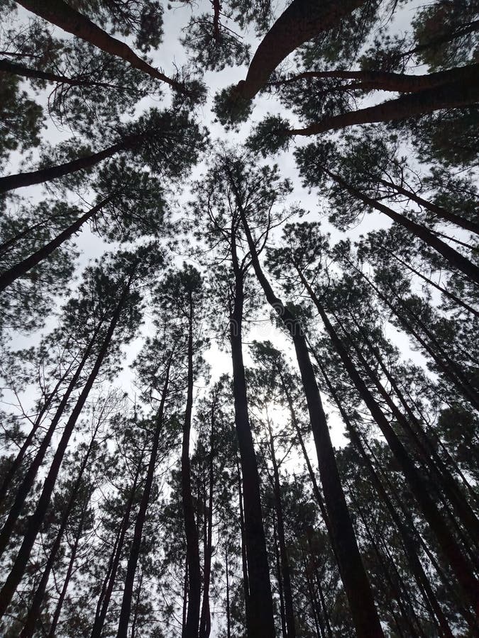 Look Up the Little Bit Cloudy Sky Under the Trees Stock Image - Image ...