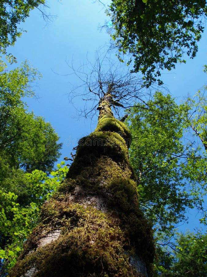 Tree and bark looking up stock photo. Image of cloud, plant - 1028168