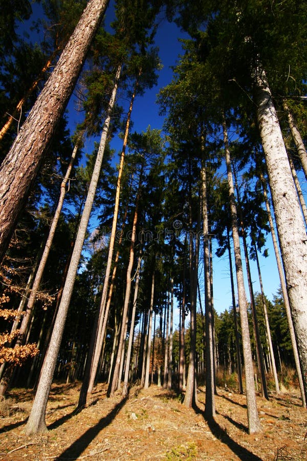 Look up in pine forest stock image. Image of nature, plant - 7789005