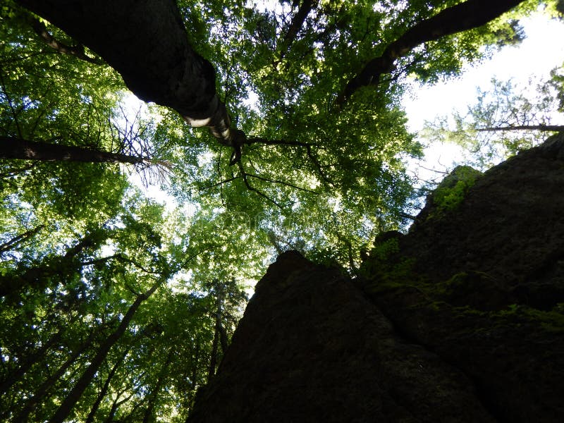 Look Up at the Rock Cliff in Forest Stock Image - Image of natural ...