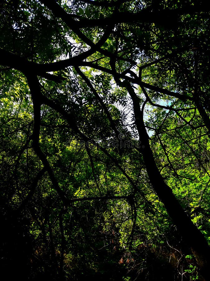 Look up and wonder stock photo. Image of deciduous, green - 192835332