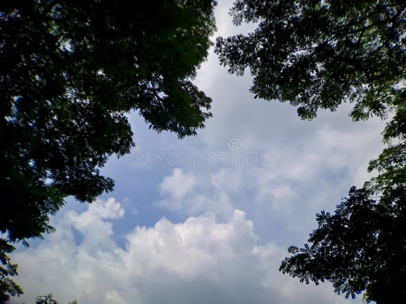 Look Up through the Shady Green Trees To the Blue Sky. Suitable ...