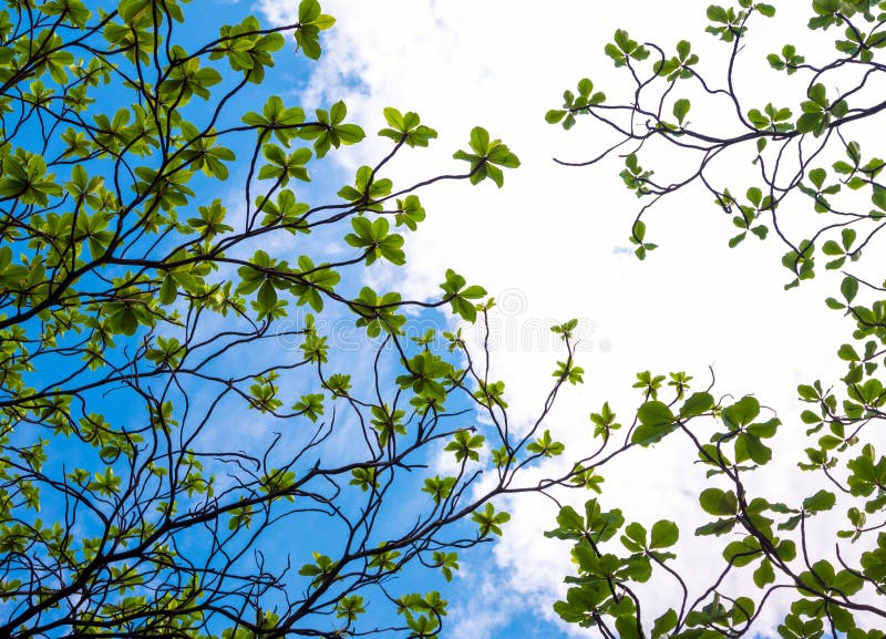 View Up To the Sky Under the Tree Stock Image - Image of outdoor ...