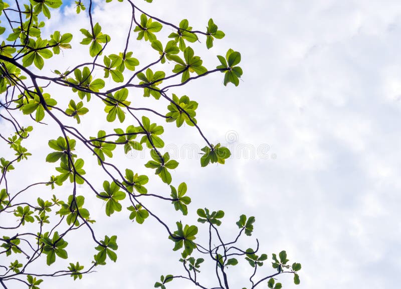 View Up To the Sky Under the Tree Stock Photo - Image of outdoor ...