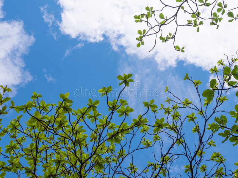 View Up To the Sky Under the Tree Stock Photo - Image of outdoor ...