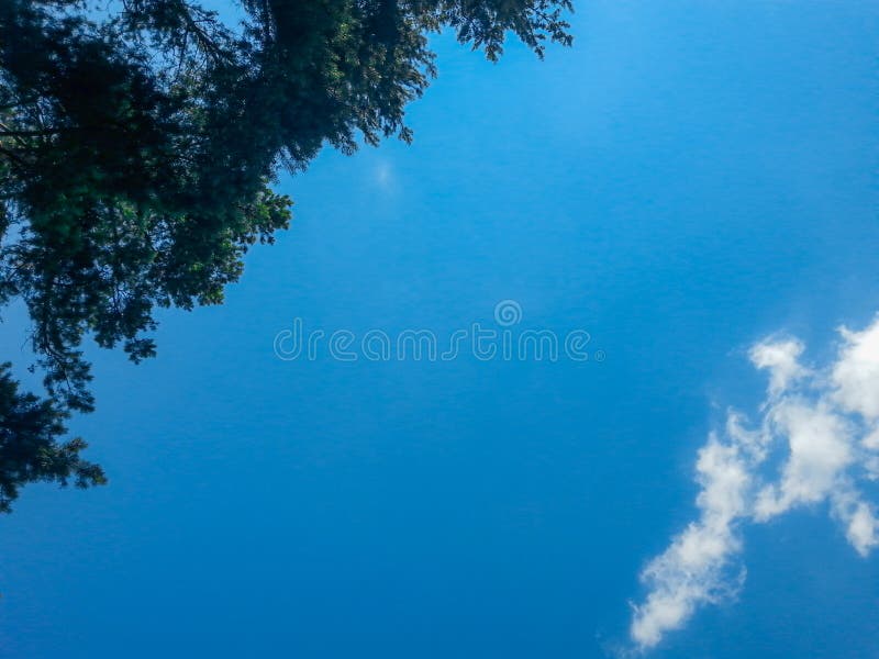 Look Up To Tree Crowns and Clouds at Sunny Day Stock Image - Image of ...