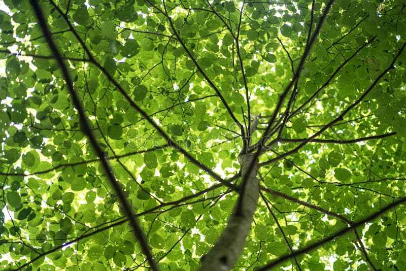 A look up into a tree stock image. Image of tree, patterns - 307312353