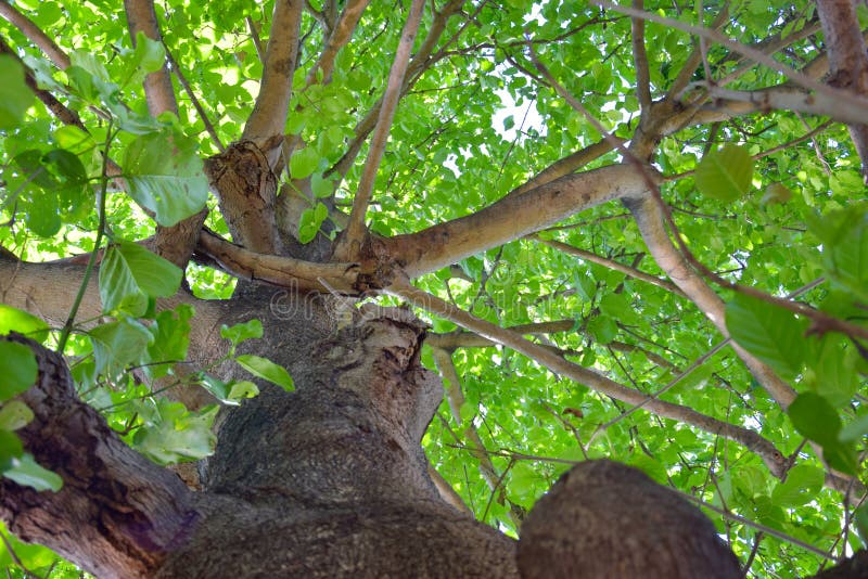Look up the tree stock photo. Image of tree, green, plants - 54376346