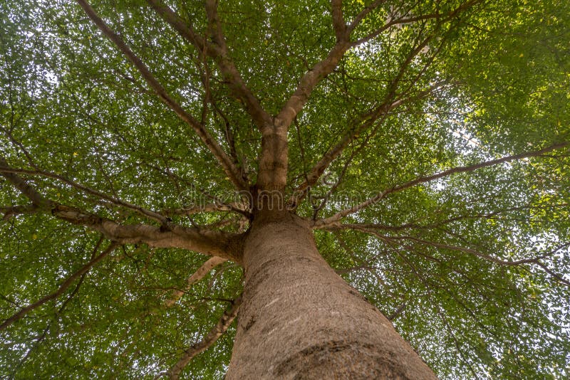 Look Up the Tree at the Park Stock Image - Image of excited, garden ...