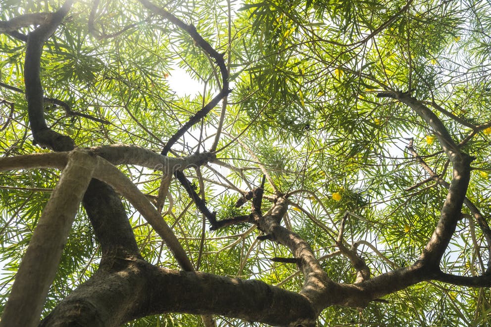 Look Up the Tree at the Park Stock Photo - Image of background ...