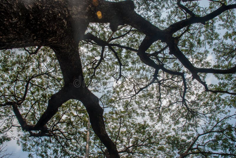 Look Up the Tree at the Park Stock Photo - Image of tree, backdrop ...