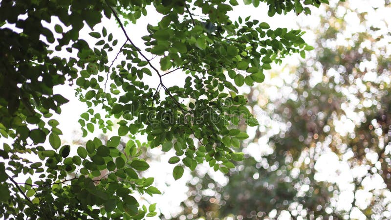 Look Up the Tree. stock video. Video of outdoor, closeup - 302304495