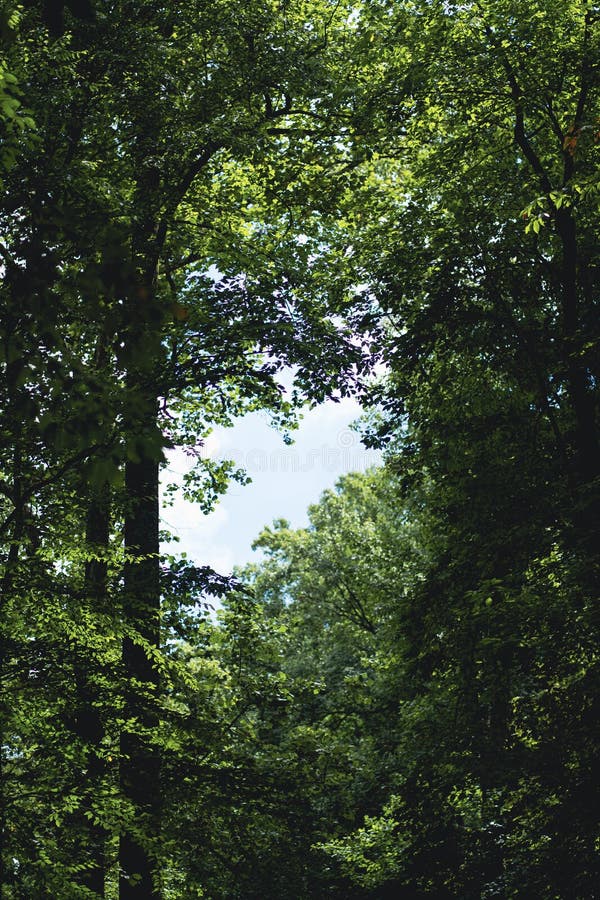 A look up into trees stock image. Image of green, tree - 307312383