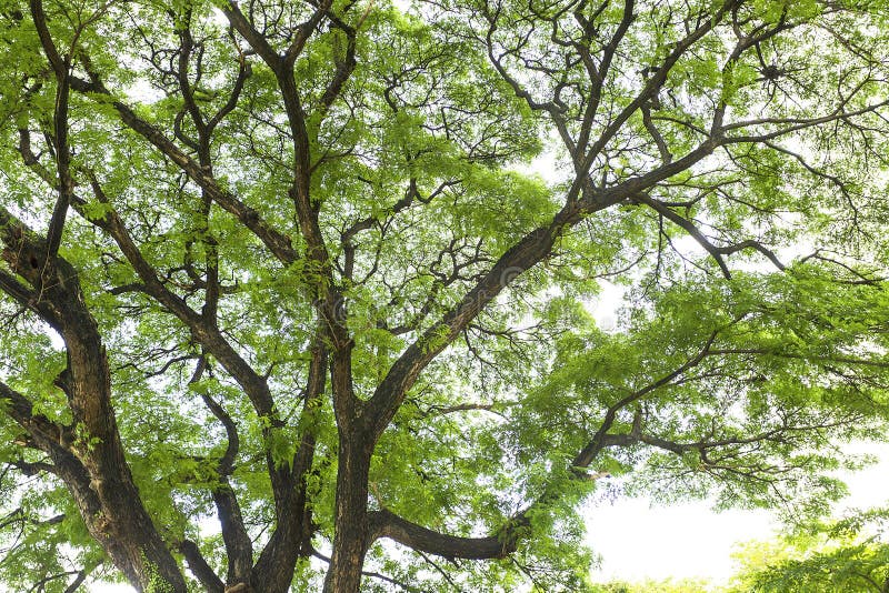 Look Up at the Trees in the Forest. the Nature of the Green Tree Has a ...