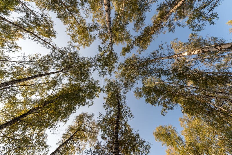 Look up into the trees stock photo. Image of branches - 34857462
