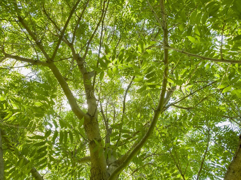 Look up the trees stock image. Image of arcadia, sunny - 153745181