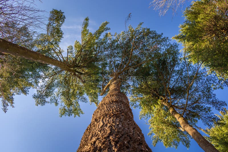 Look up on the Trees stock image. Image of crowns, tree - 141544921