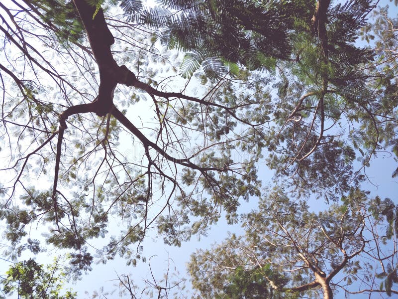 Look up into the trees stock photo. Image of branches - 34857462