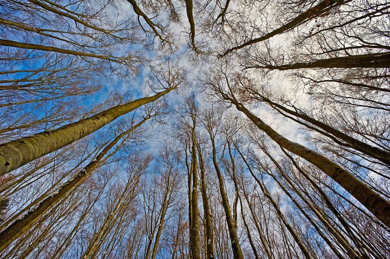 Treetops stock photo. Image of clouds, fisheye, woods - 2872178
