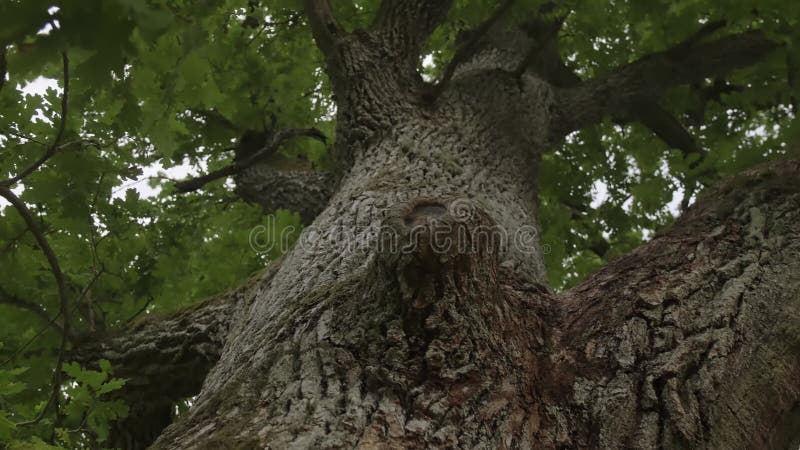 Look Up Under an Old Huge Tree. Large Trunk and Dense Crown of Oak ...