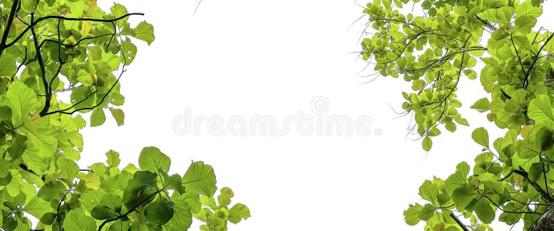 Look Up View Tree Leaves with with Clipping Paths on White Copy Space ...