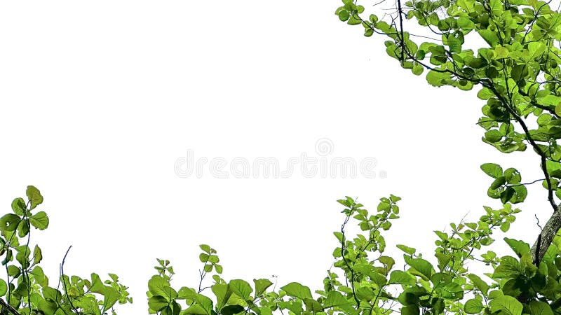 Look Up View Tree Leaves with with Clipping Paths on White Copy Space ...