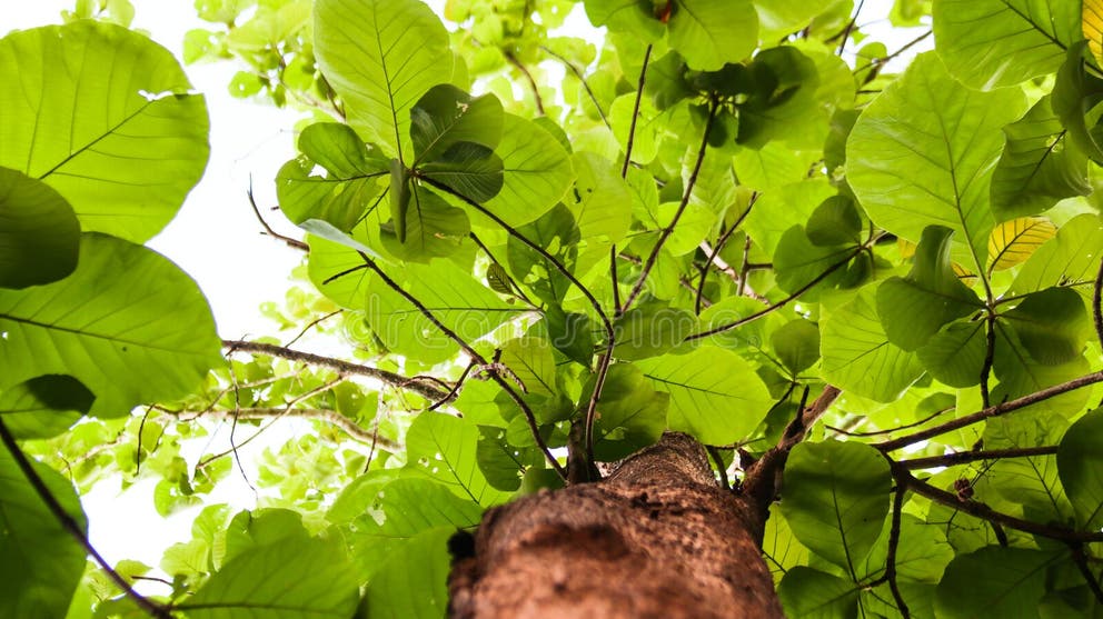 Look Up View Tree Leaves with with Clipping Paths on White Copy Space ...