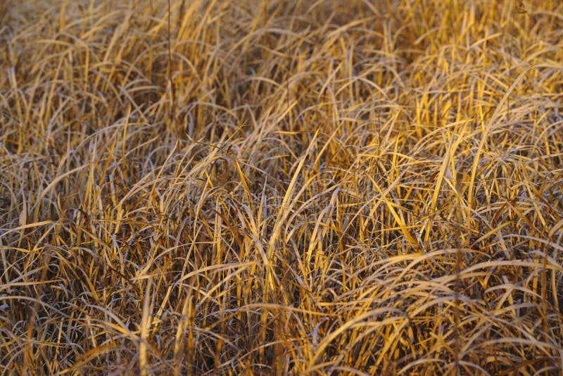 Look of Wild Grass at Dusk. Stock Photo - Image of yellow, thatch ...
