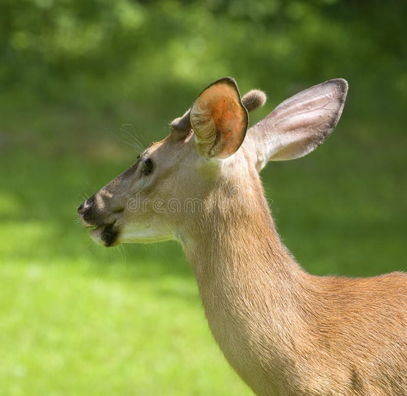 Lookaway buck stock image. Image of male, antlers, wild - 15571495