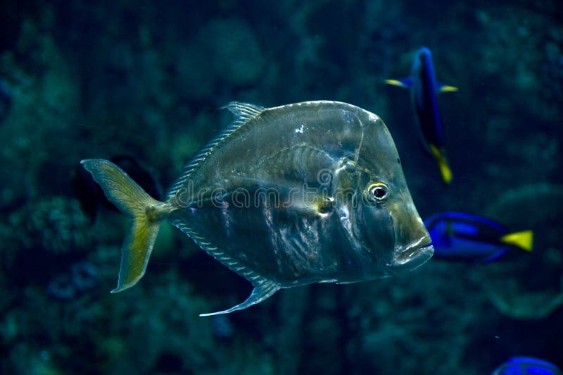 Exotic Lookdownfish Stock Photos - Free & Royalty-Free Stock Photos ...