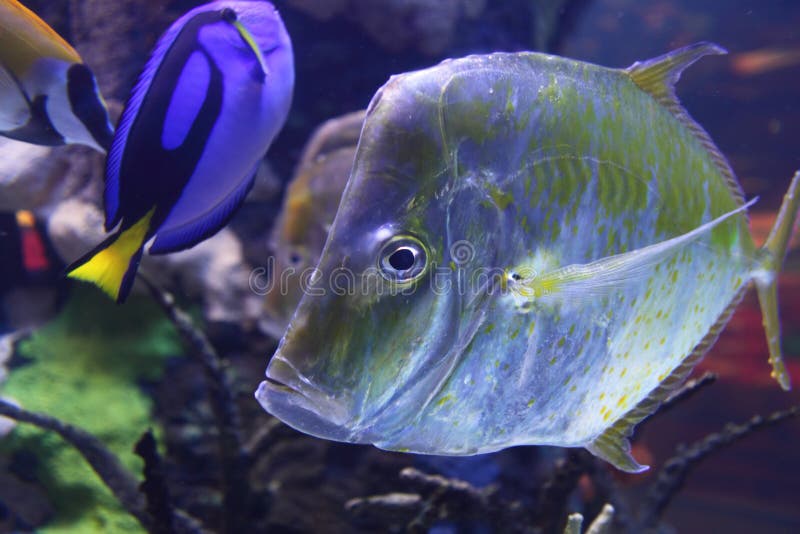 Lookdown fish stock photo. Image of life, oceanography - 17482582