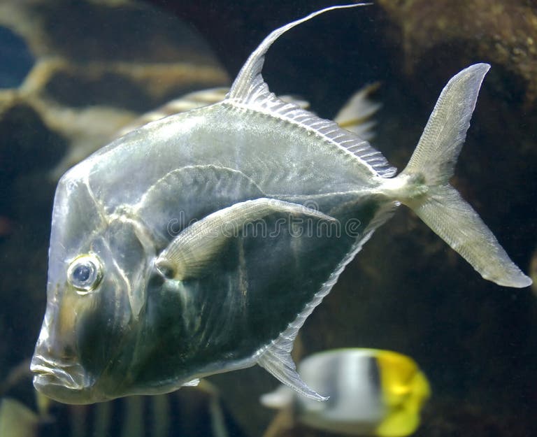 Lookdown fish 2 stock image. Image of life, sand, view - 12757751
