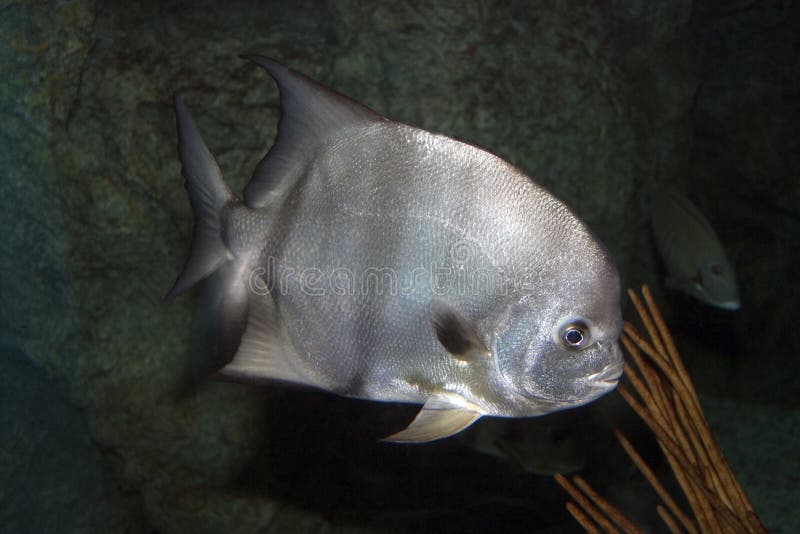 LOOKDOWN FISH (Selene Vomer) Stock Photo - Image of portrait, grey ...