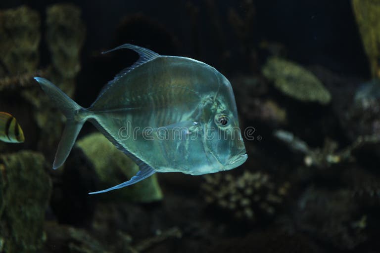 247 Lookdown Fish Stock Photos - Free & Royalty-Free Stock Photos from ...