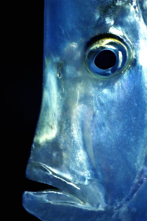 LOOKDOWN FISH (Selene Vomer) Stock Photo - Image of portrait, grey ...