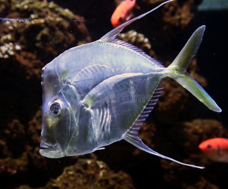LOOKDOWN FISH (Selene Vomer) Stock Photo - Image of portrait, grey ...