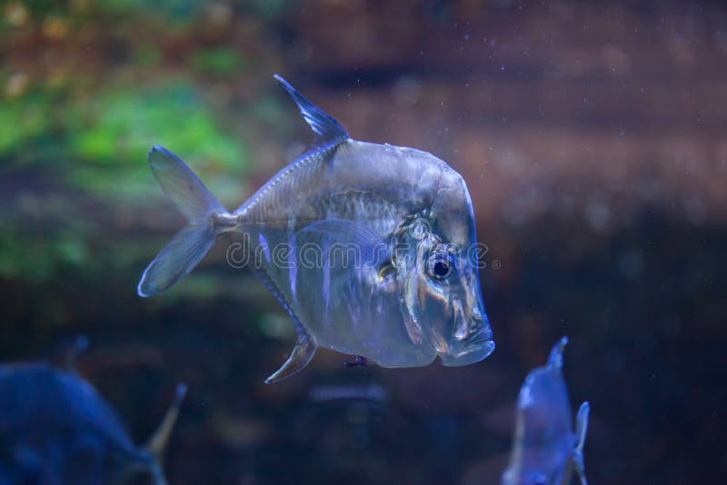 Lookdown (Selene vomer). stock image. Image of carangidae - 77856385