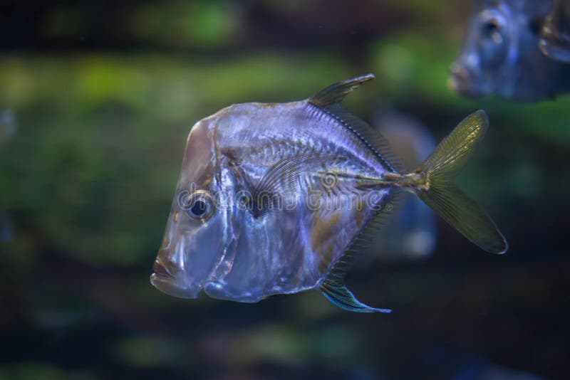 Lookdown (Selene vomer). stock photo. Image of silver - 78057776